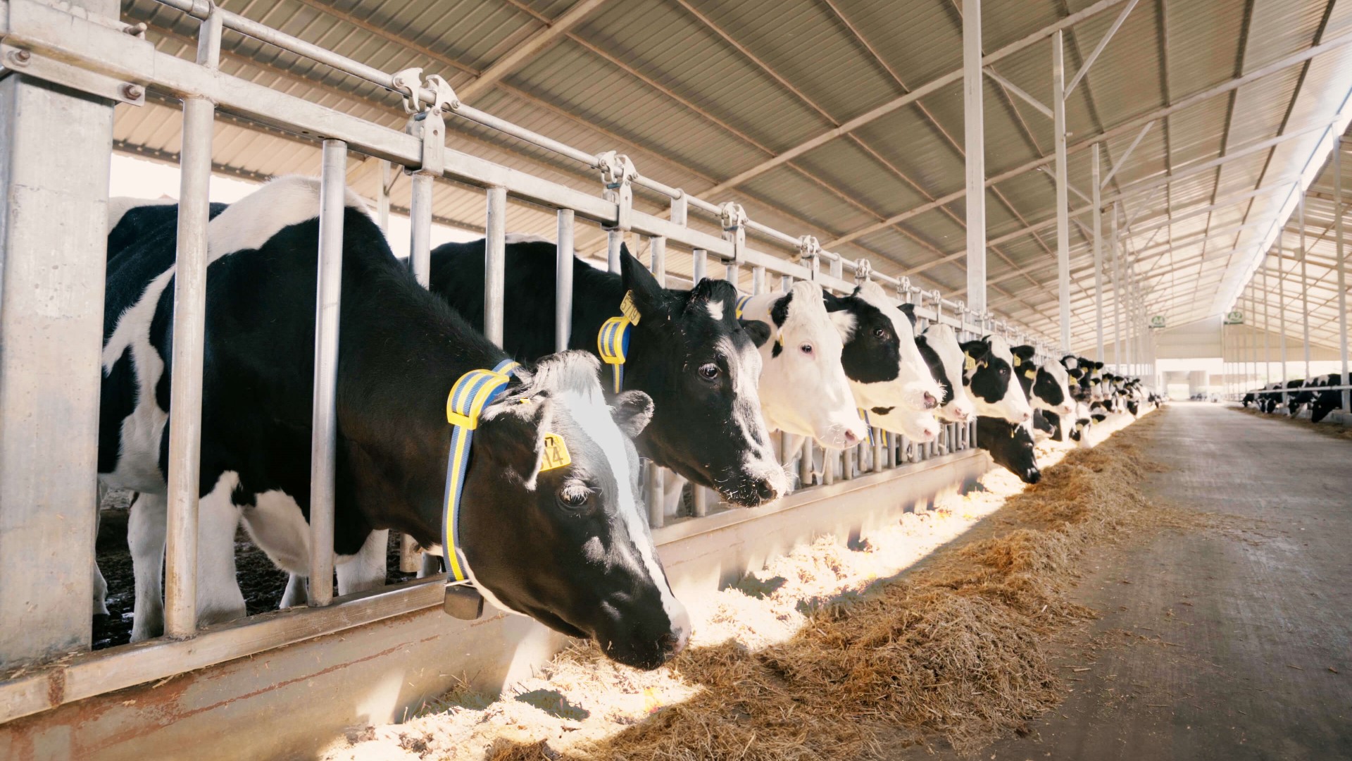 Heat Detection In Dairy Cows Should Be So Simple Sveaverken